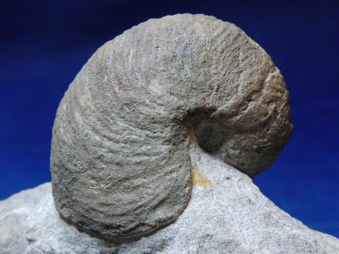Cenoceras tourtia cenoman - Member Collections - The Fossil Forum