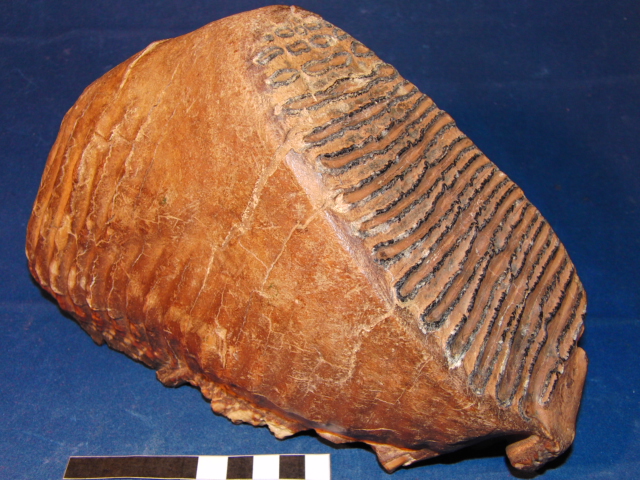 Mammuthus primigenius - Member Collections - The Fossil Forum
