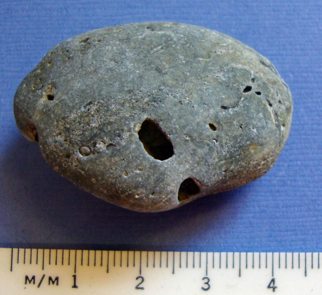 Internal clam mold - Member Collections - The Fossil Forum
