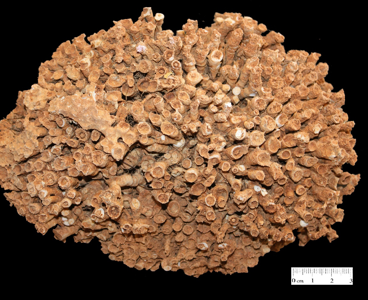 Syringopora Sp. Devonian Louisville,KY - Member Collections - The ...