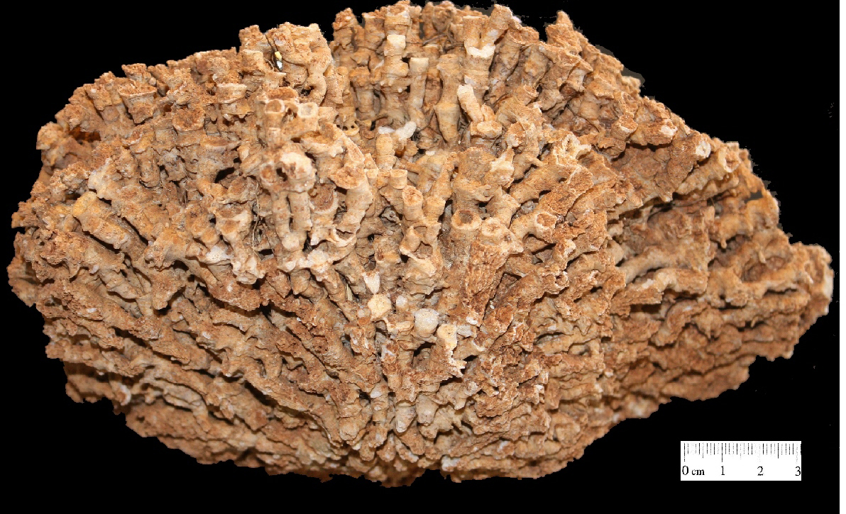Syringopora Sp. side. Devonian Louisville,KY - Member Collections - The ...