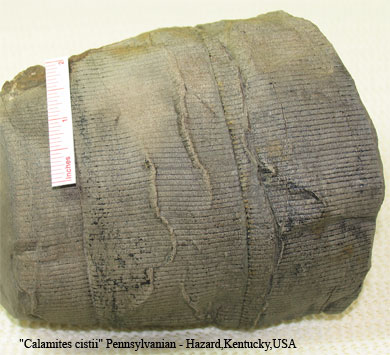 P 253 calamites cistii Hazard, Kentucky, USA - Member Collections - The ...