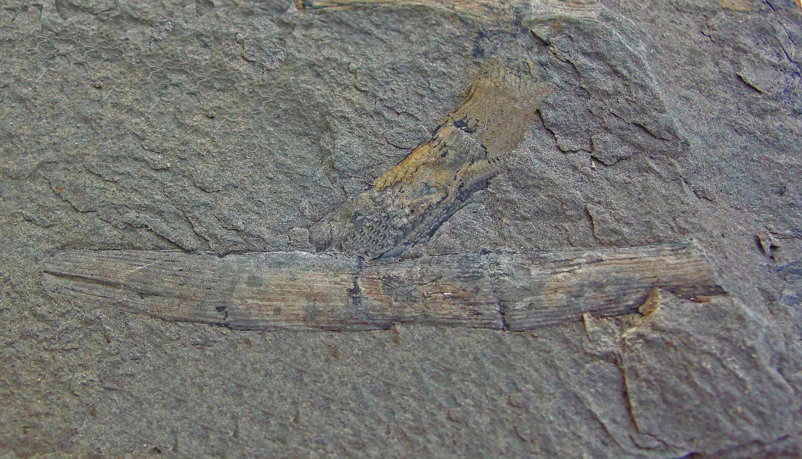 Calamites branch - Member Collections - The Fossil Forum