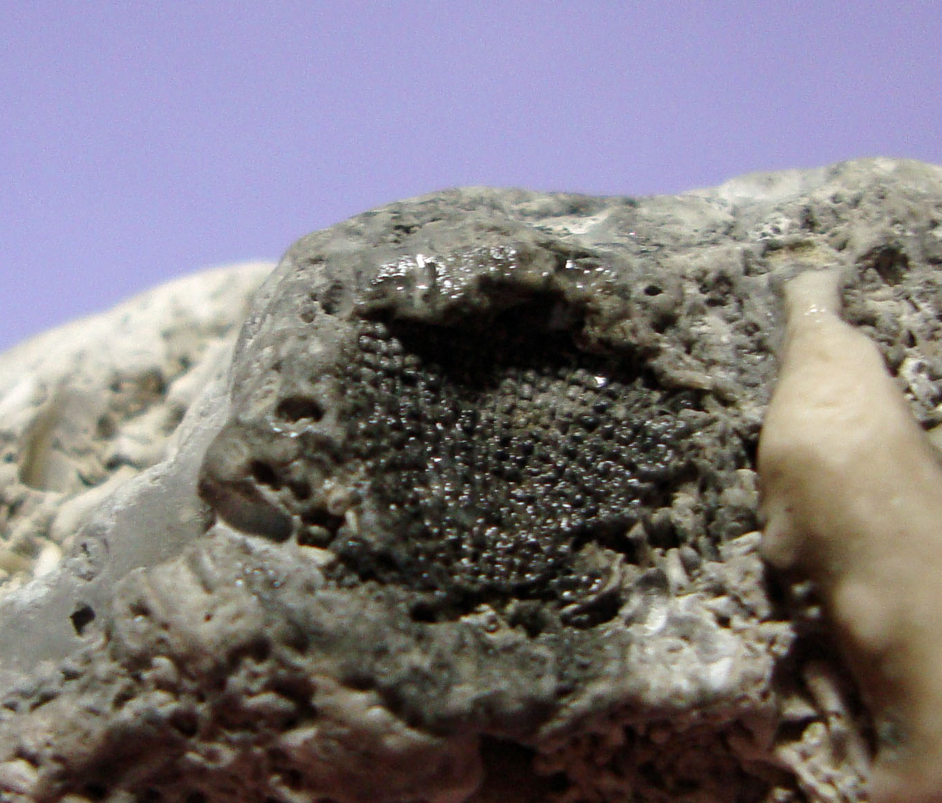 Fenestella - Member Collections - The Fossil Forum