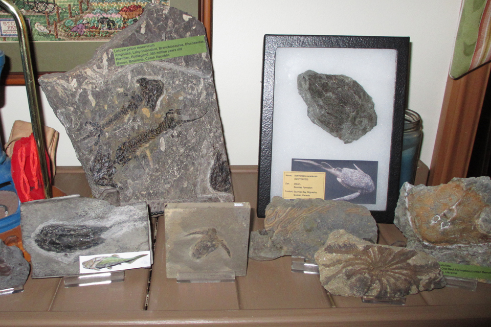 fossils - Member Collections - The Fossil Forum