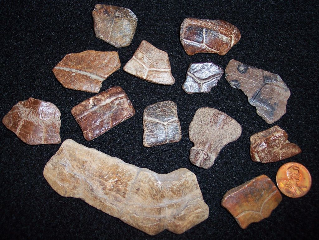 Turtle/Tortoise shell pieces - Member Collections - The Fossil Forum