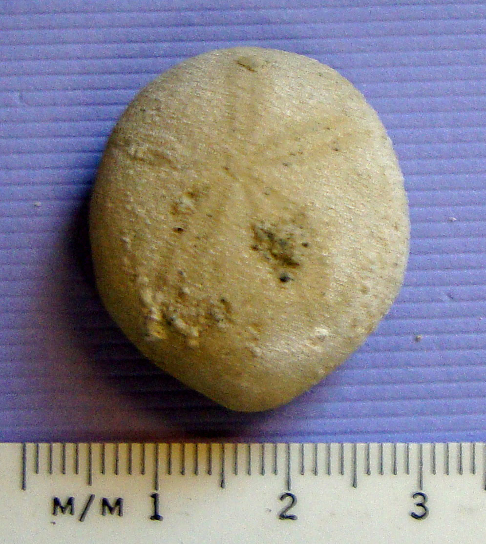 Echinoid - Member Collections - The Fossil Forum