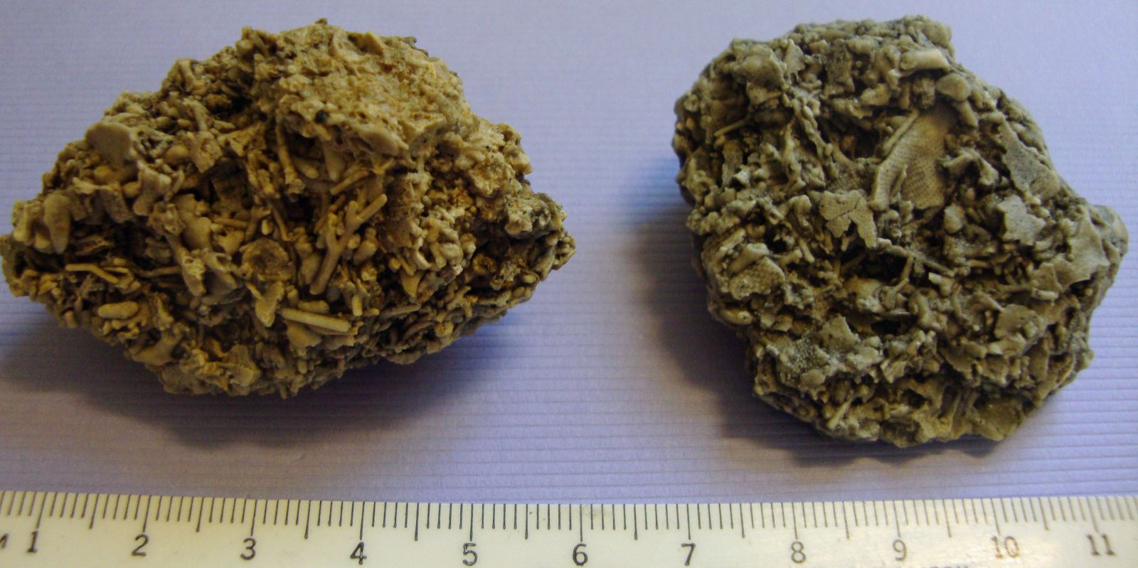 Shallow ocean floor mixture - Member Collections - The Fossil Forum
