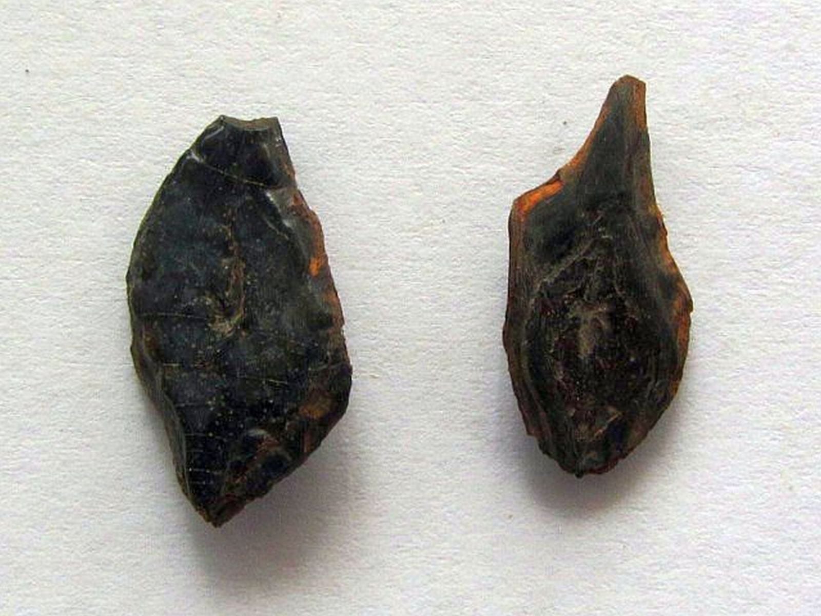 Lepisosteus sp.? (Lacepede 1803) - Member Collections - The Fossil Forum