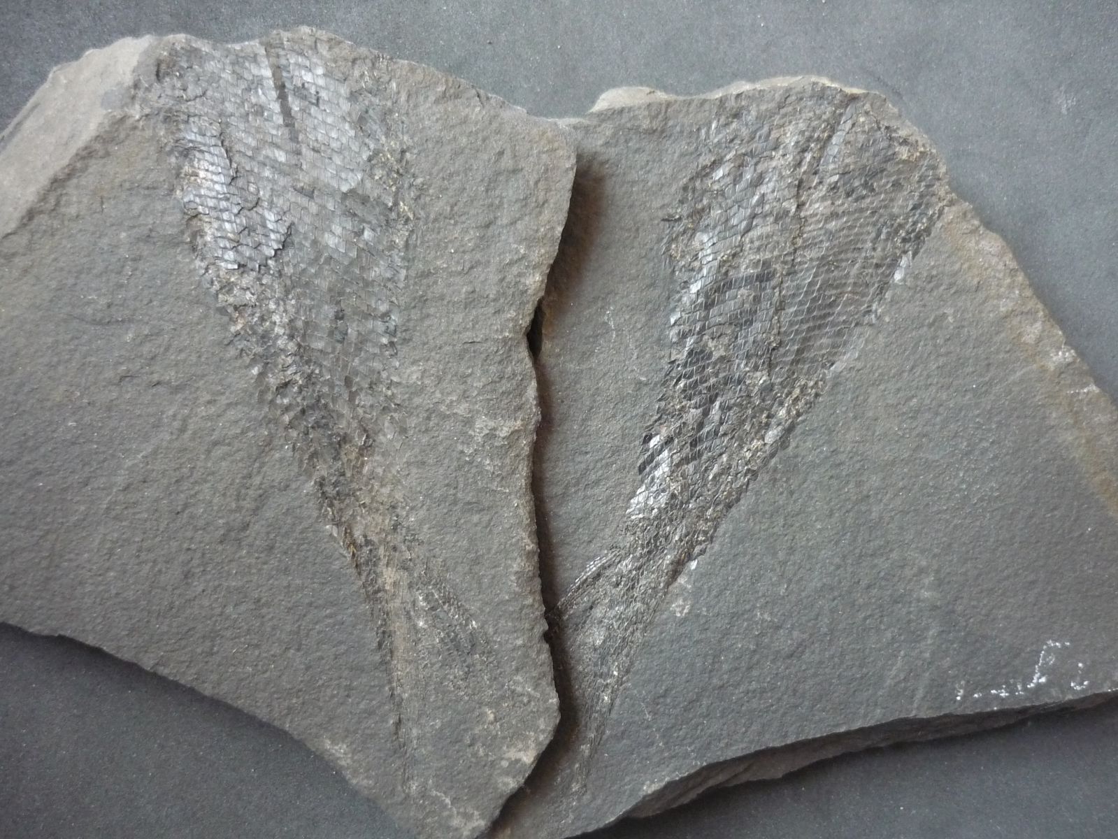 Palaeoniscum freieslebeni (Blainville 1818) - Member Collections - The ...