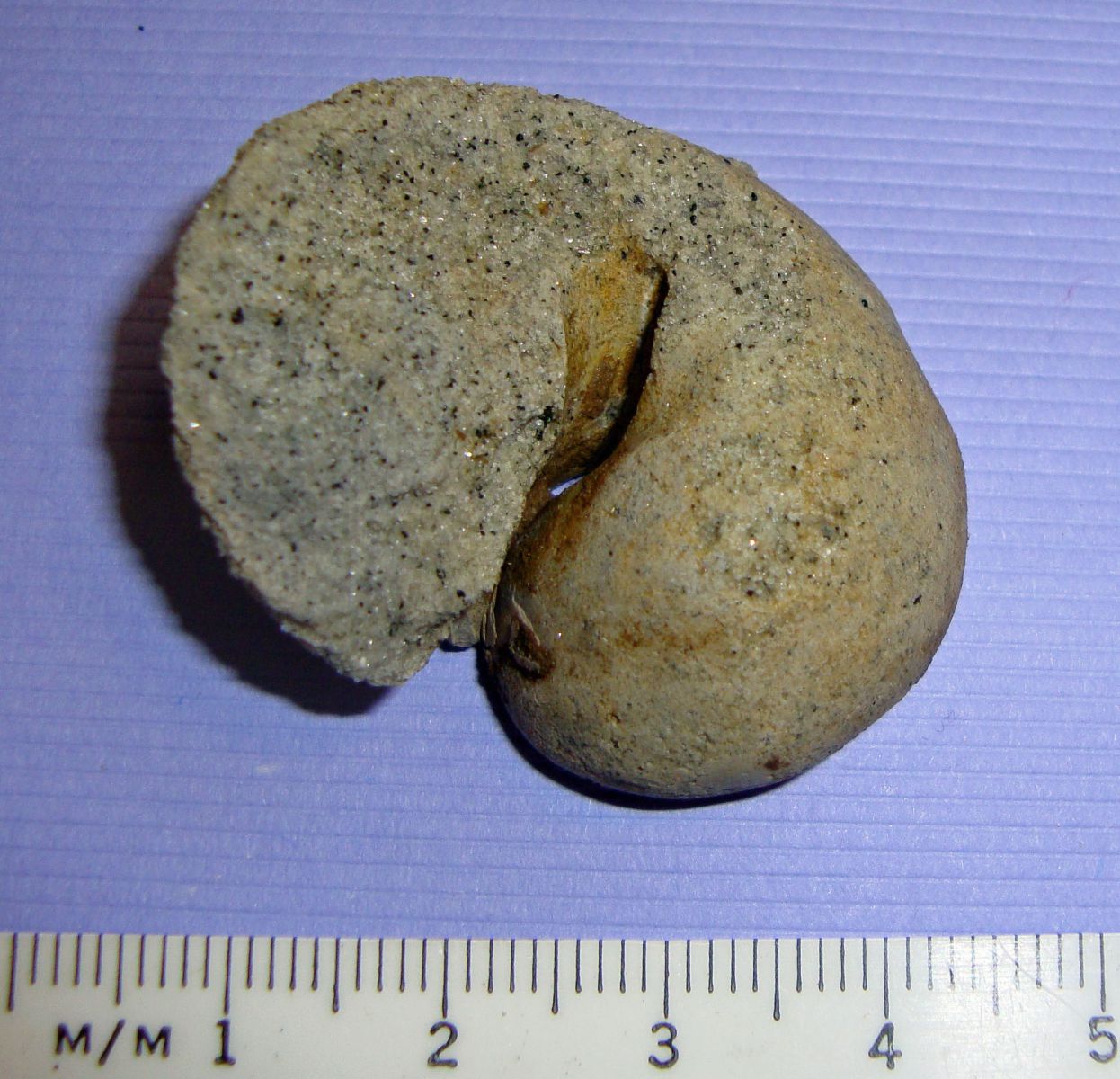 Gastropod internal cast, Species unknown. - Member Collections - The ...