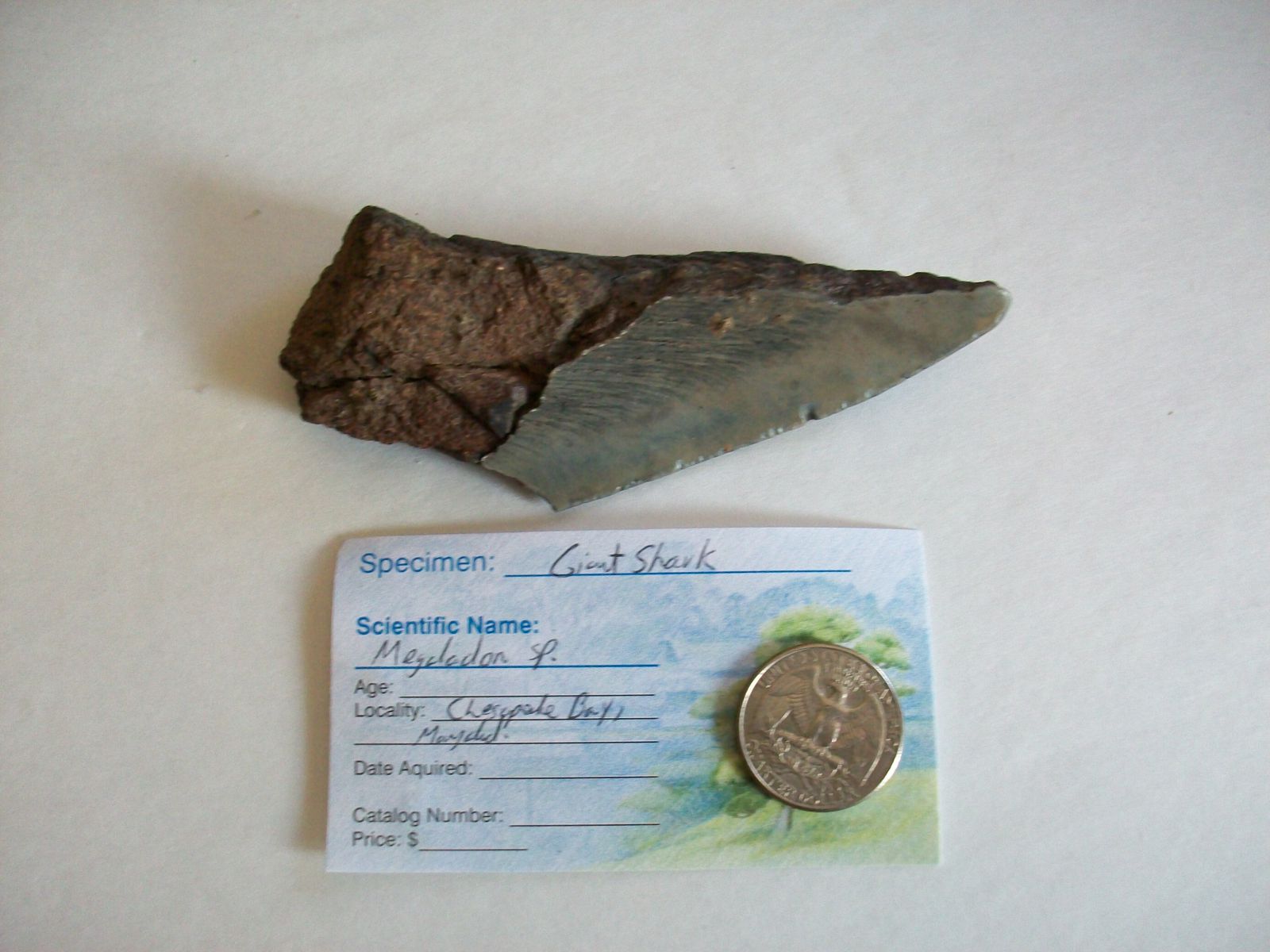 Partial Meg tooth 1 view 1 - Member Collections - The Fossil Forum