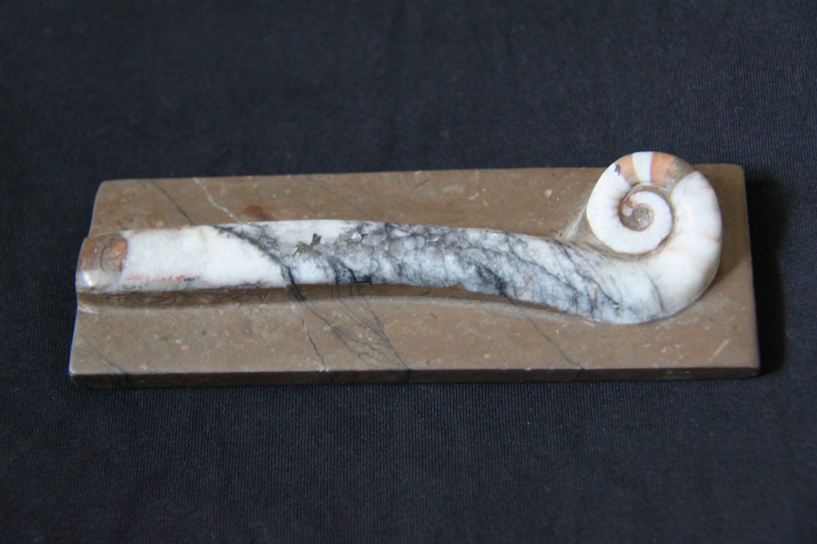 Lituites lituus - Member Collections - The Fossil Forum
