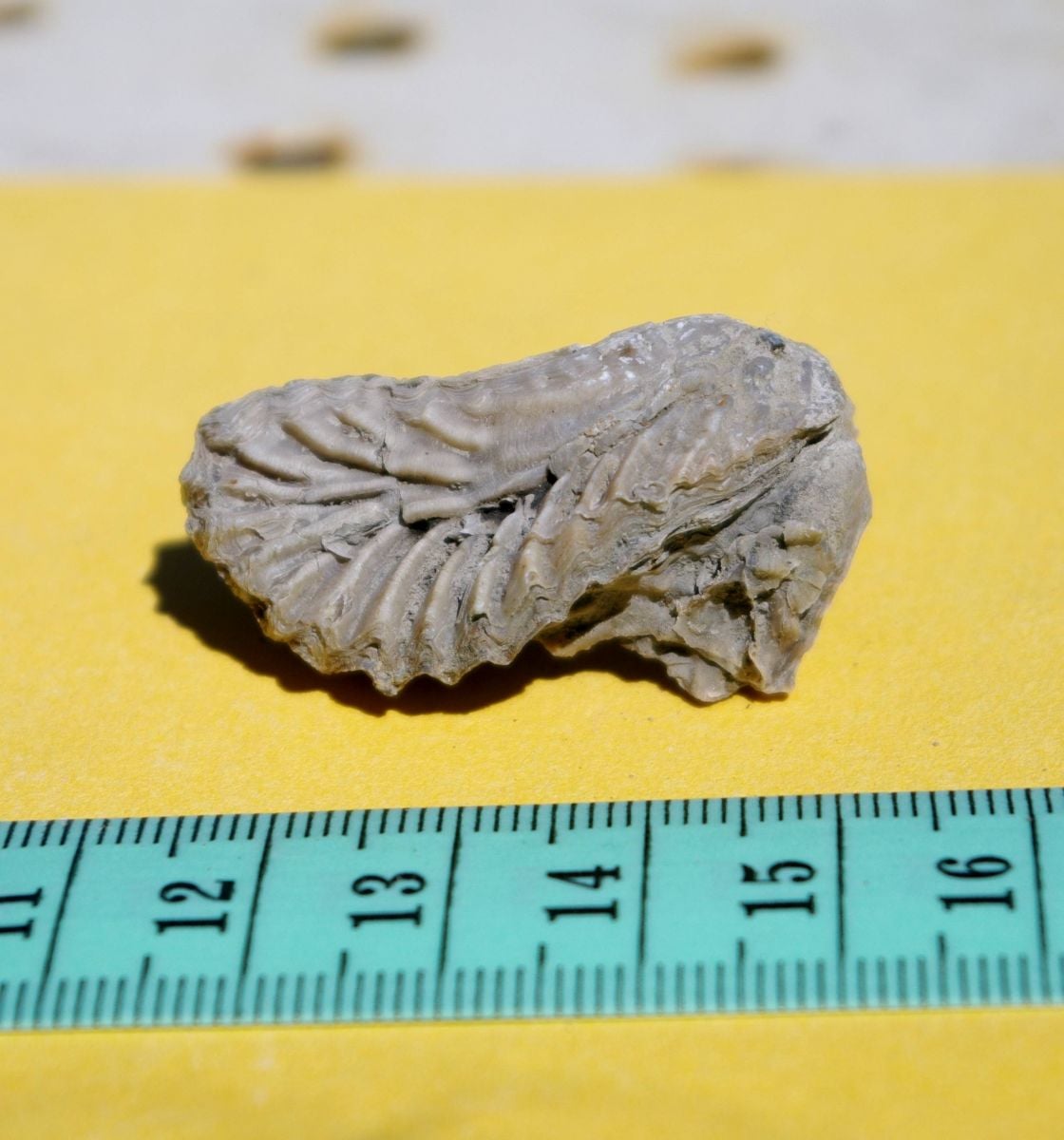 lopha gregaria - Member Collections - The Fossil Forum