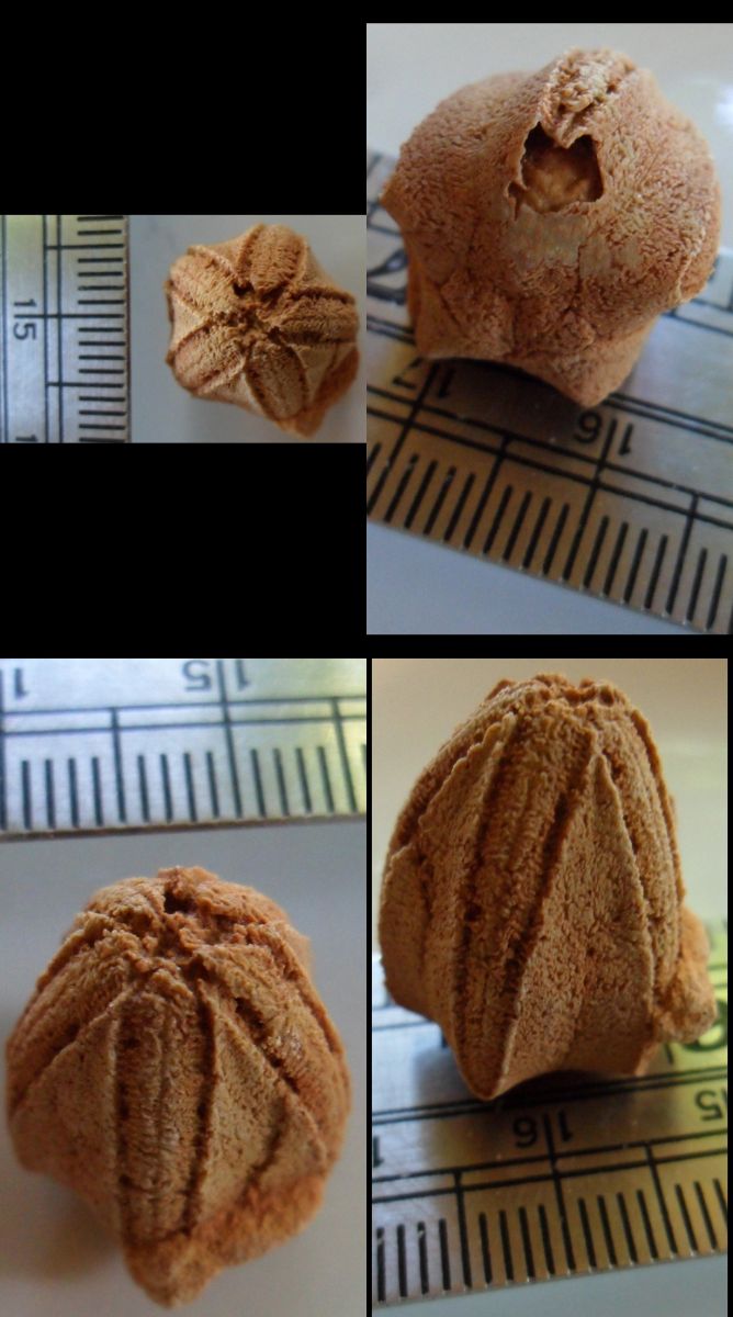My favorite blastoid - Member Collections - The Fossil Forum