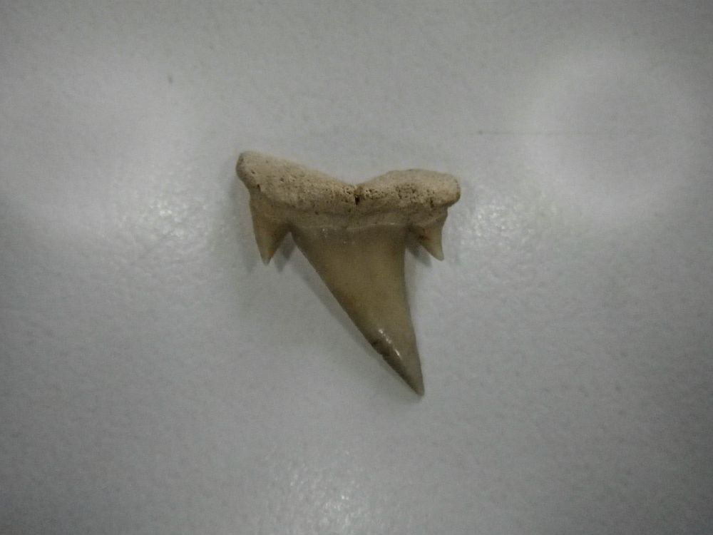 nice C.catticus tooth - Member Collections - The Fossil Forum