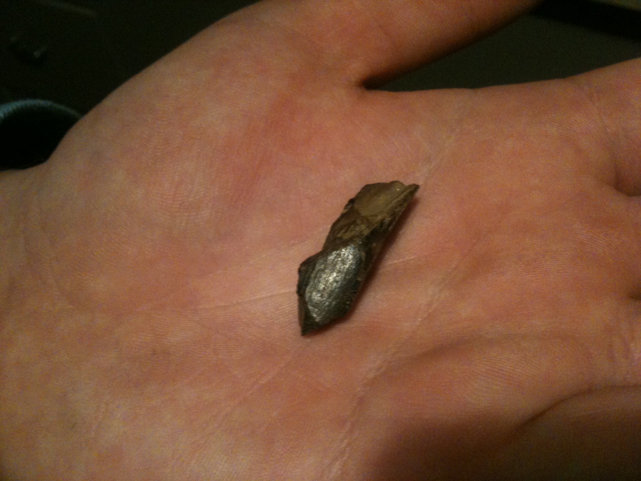 T. rex tooth fragment side - Member Collections - The Fossil Forum