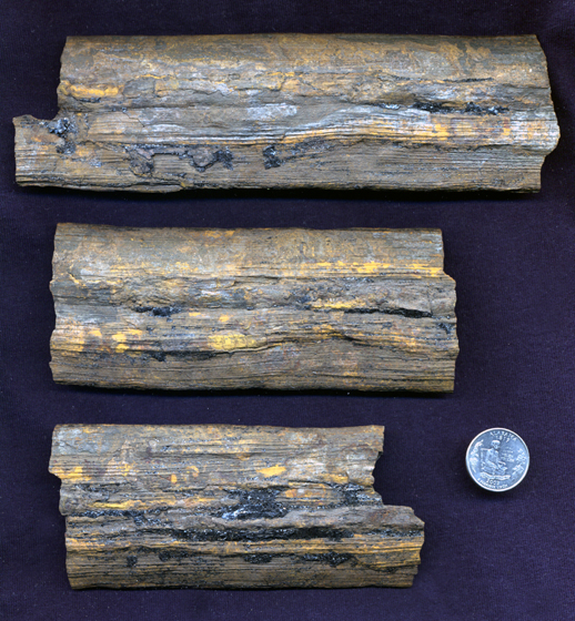 Lycopod, Cordaite and Fern Fossils - The Fossil Forum