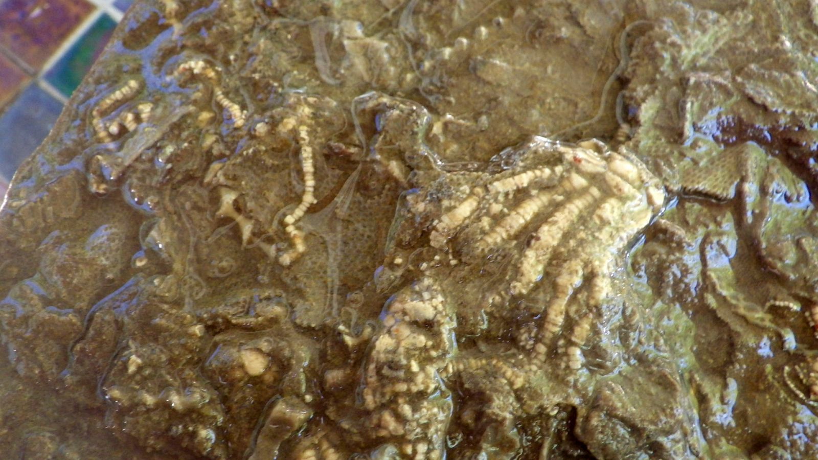 Phanocrinus Crinoid Crown - Glen Dean Mississippian limestone ...