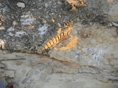 Our Fossil Finds 020 02 - Member Collections - The Fossil Forum