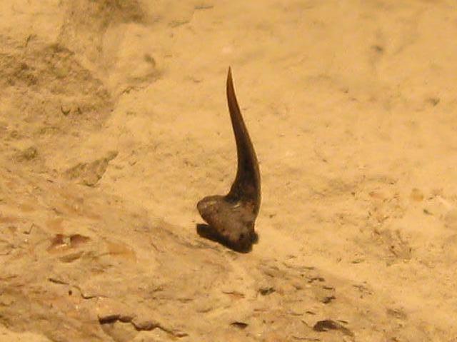 Sphenodus Sp. - Member Collections - The Fossil Forum