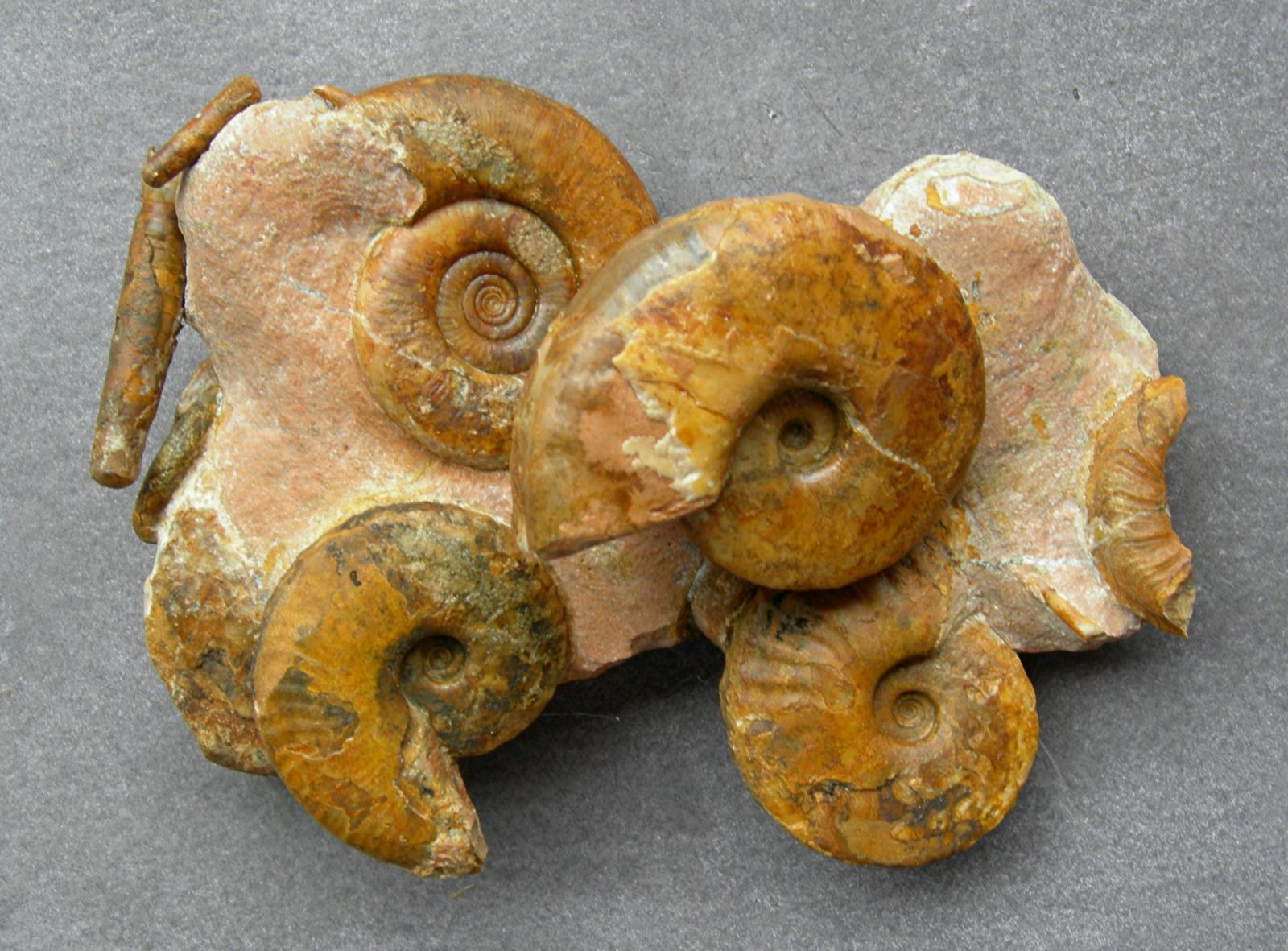 Triassic Ammonoids Worldwide - The Fossil Forum