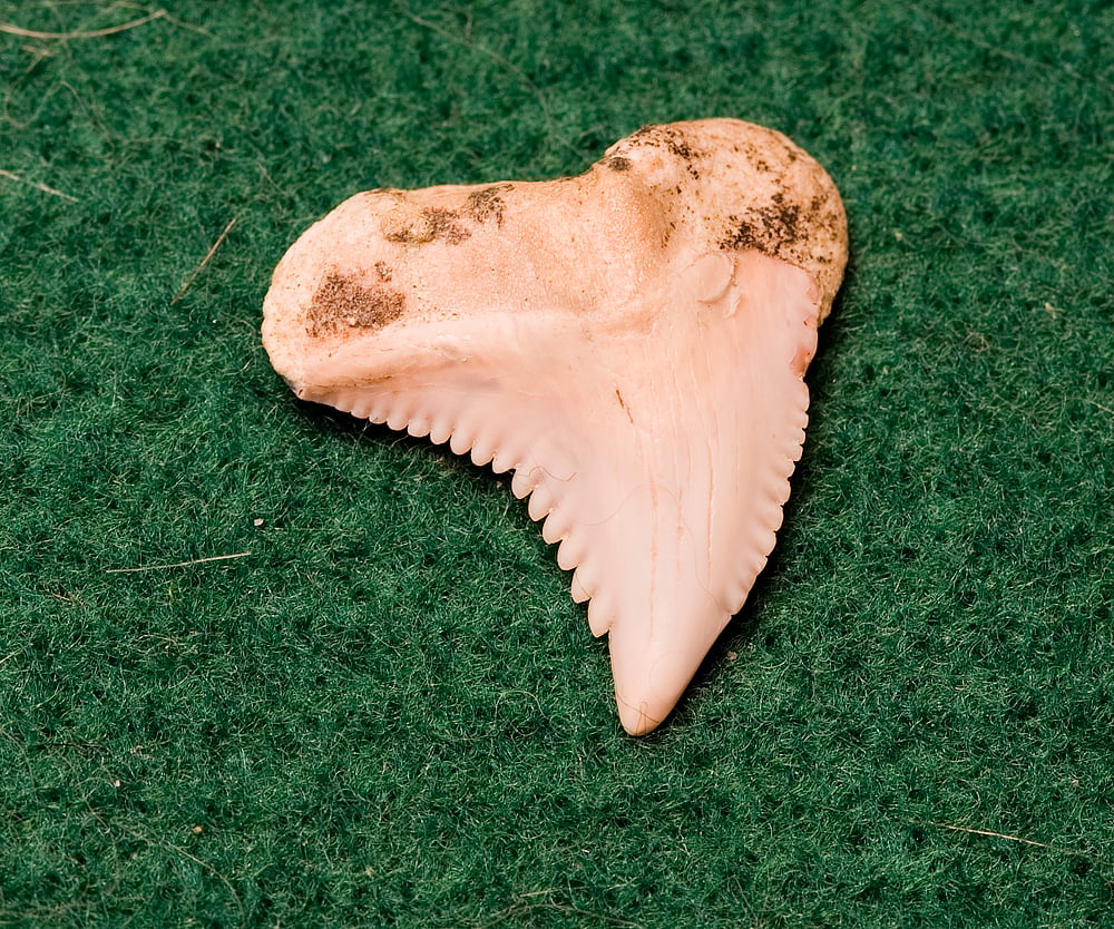 Snaggletooth Shark - Member Collections - The Fossil Forum