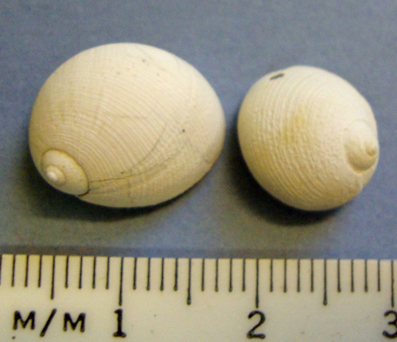 Sinum S. fragilis, Moon snail - Member Collections - The Fossil Forum