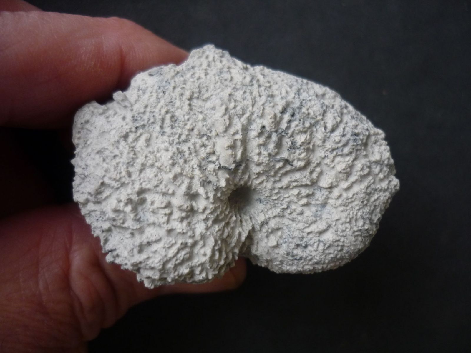 Phyllodermia sp. (Schrammen 1924) - Sponges - The Fossil Forum