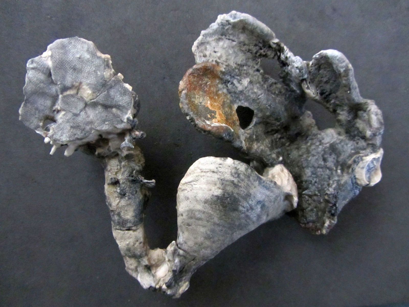 Procorallistes polymorphus (Schrammen 1901) ? - Sponges - The Fossil Forum