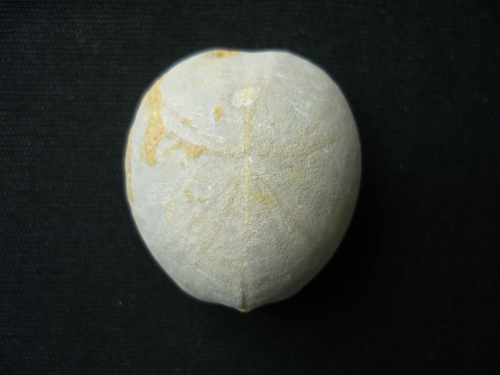 Holaster simplex (Shumard 1853) - Member Collections - The Fossil Forum