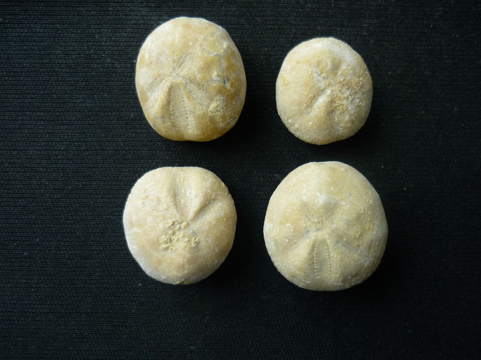 Hemiaster bexari (Clark 1915) - Member Collections - The Fossil Forum