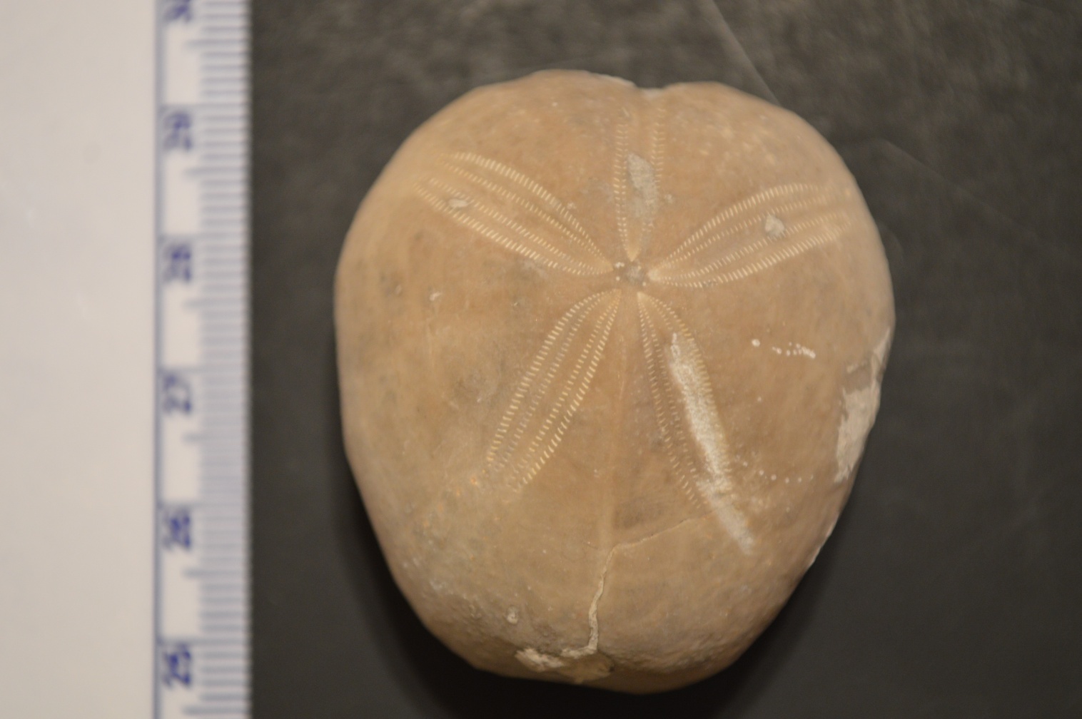 Hemiaster whitei, lower Cretaceous, Goodland fm, from a road cut near ...