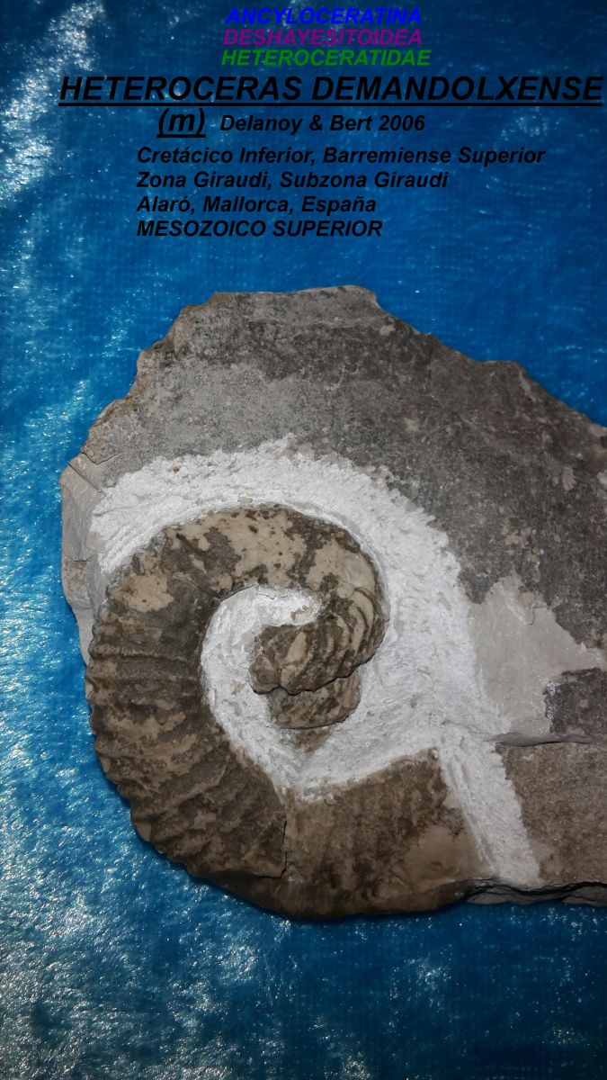 HETEROCERAS DEMANDOLXENSE(m) - Member Collections - The Fossil Forum