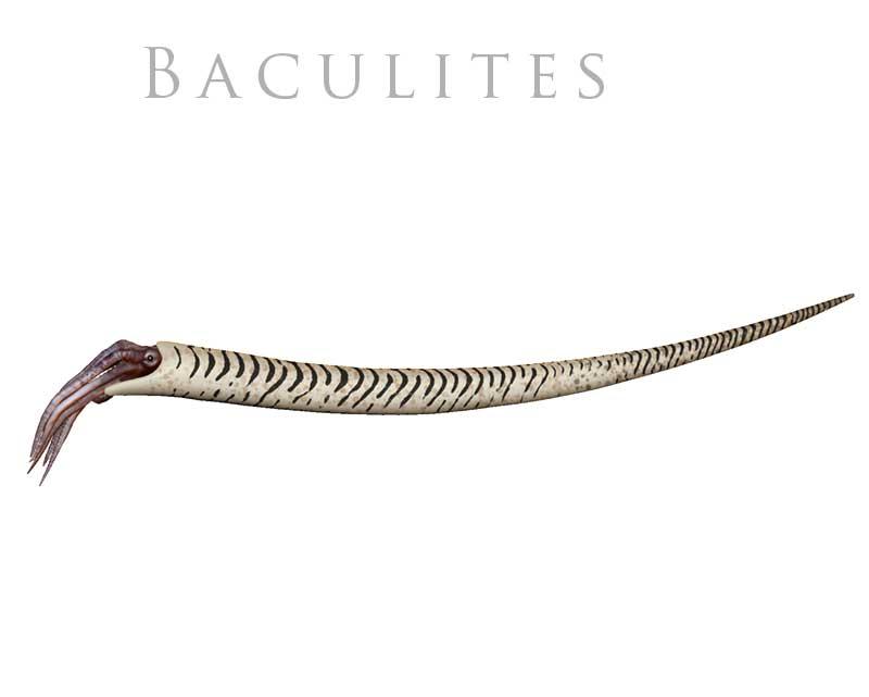 Baculites - Member Collections - The Fossil Forum