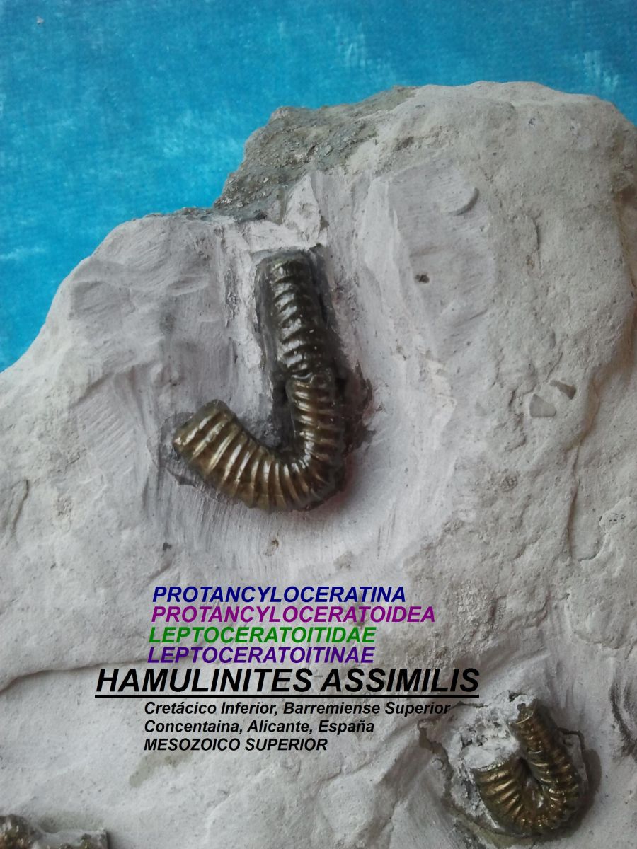 HAMULINITES ASSIMILIS - Member Collections - The Fossil Forum