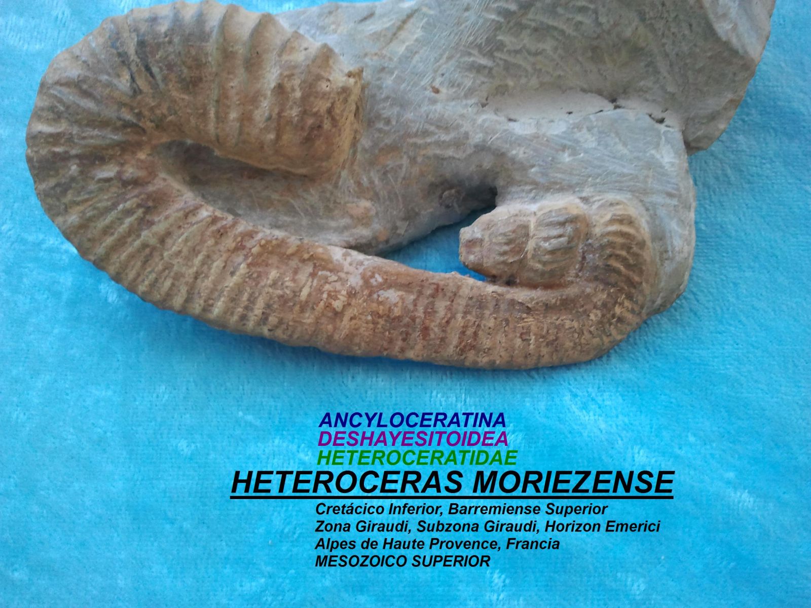 HETEROCERAS MORIEZENSE - Member Collections - The Fossil Forum