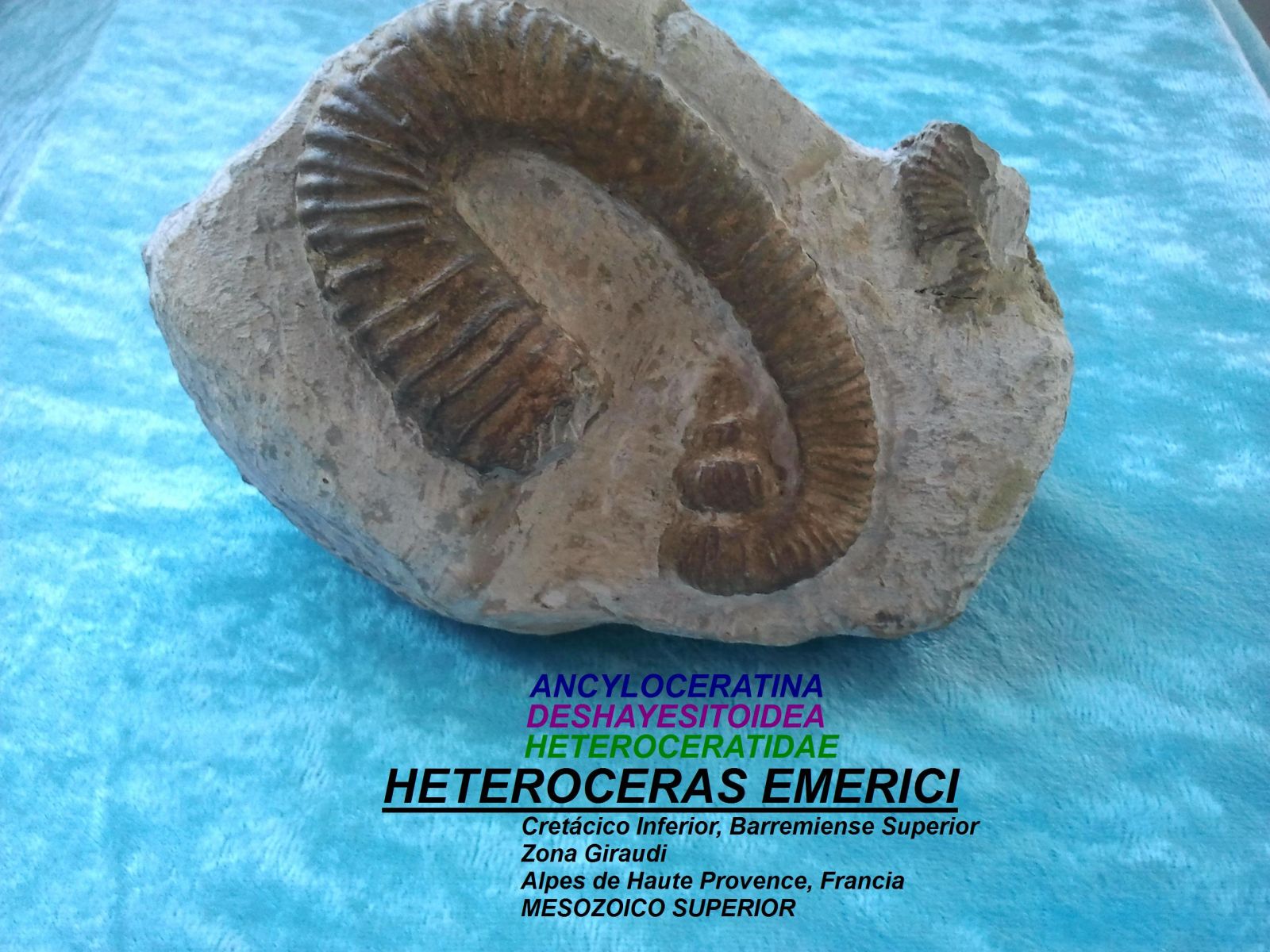 HETEROCERAS EMERICI - Member Collections - The Fossil Forum