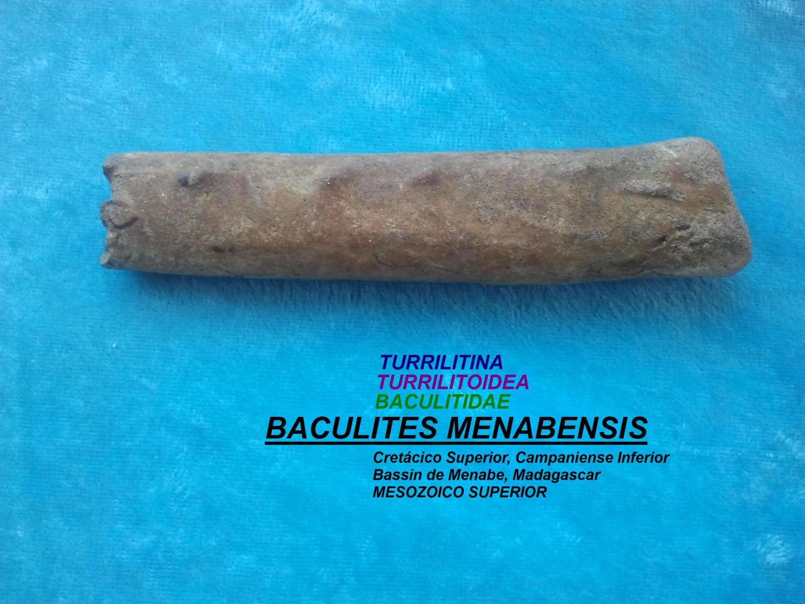 BACULITES MENABENSIS - Member Collections - The Fossil Forum