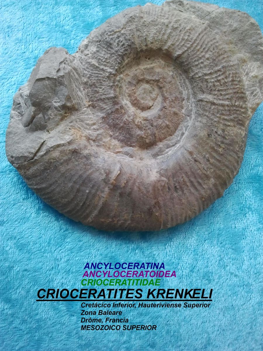 CRIOCERATITES KRENKELI - Member Collections - The Fossil Forum