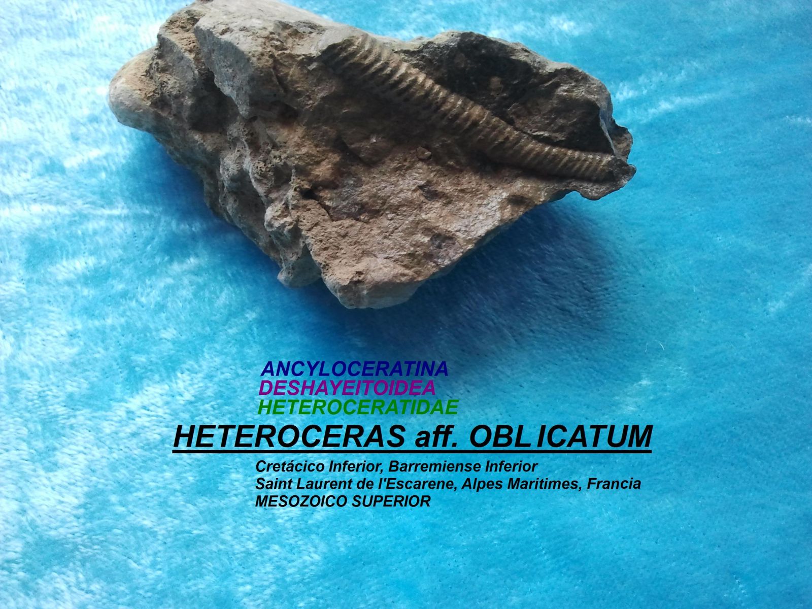HETEROCERAS Aff OBLICATUM - Member Collections - The Fossil Forum