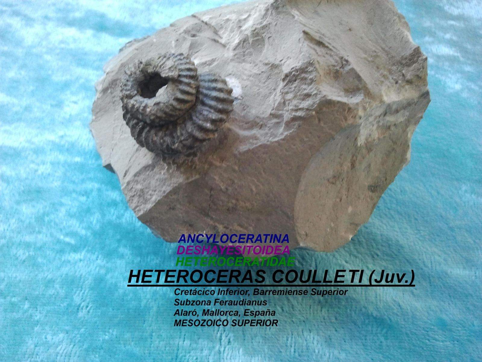 HETEROCERAS COULLETI JUV - Member Collections - The Fossil Forum