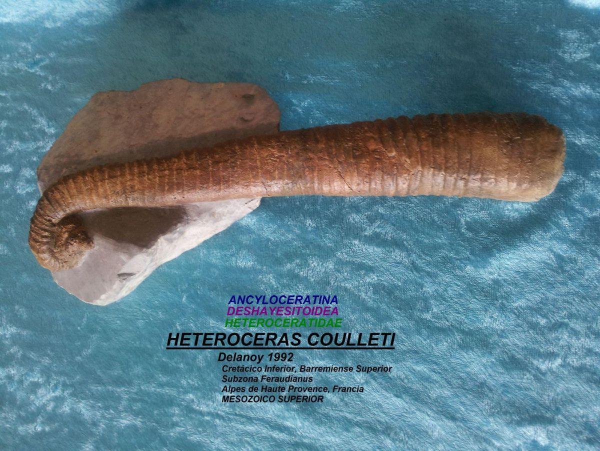 HETEROCERAS COULLETI (2) - Member Collections - The Fossil Forum