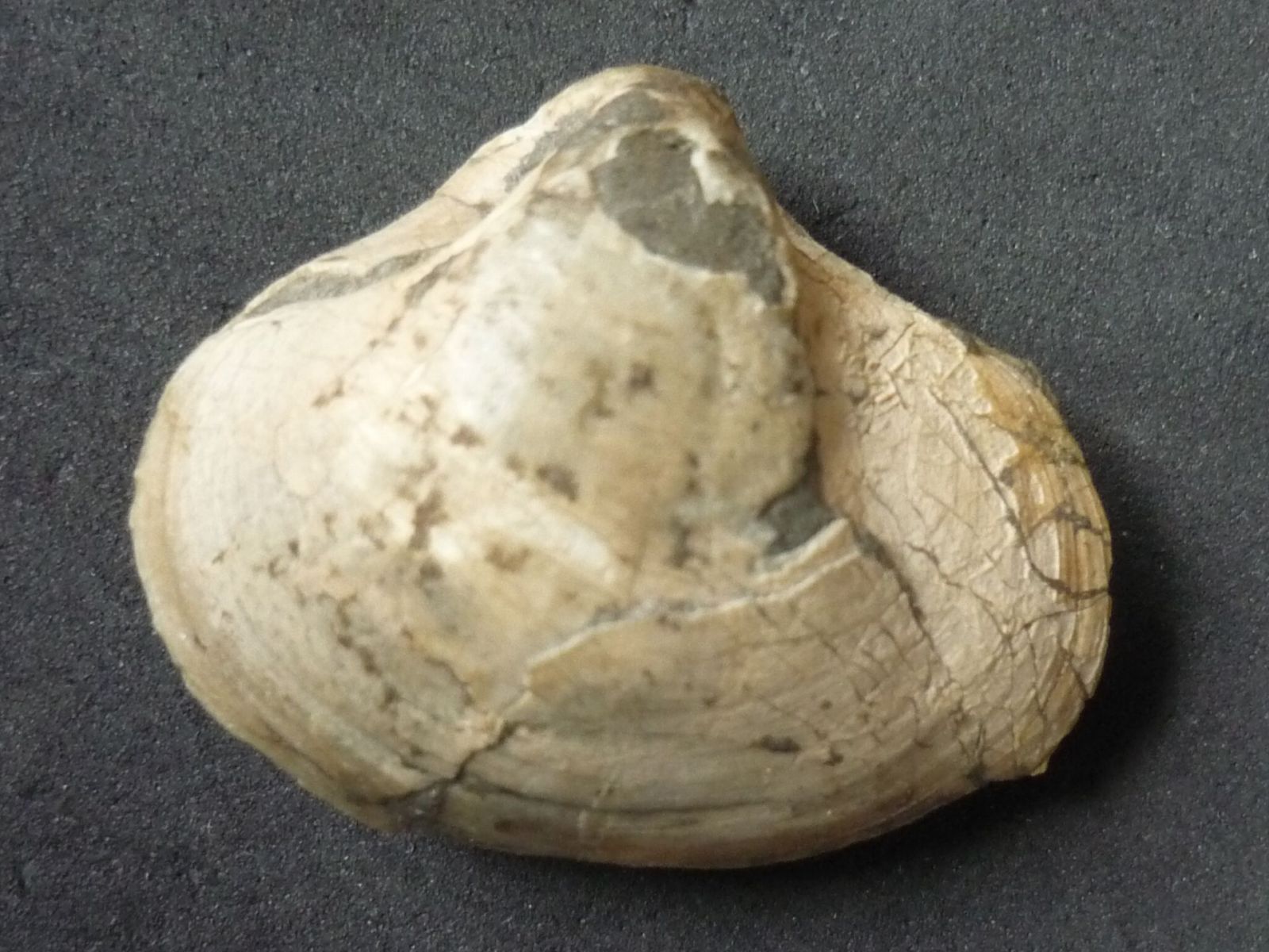 Nemocardium sp. (Meek 1876) ? - Member Collections - The Fossil Forum