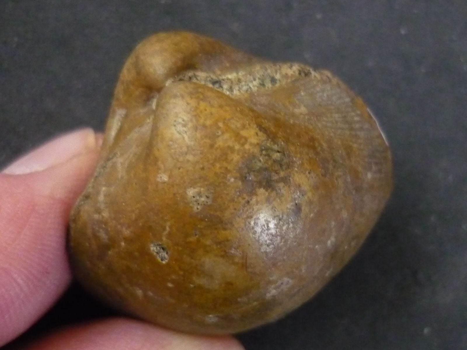 Cardium sp. (Linnaeus 1758) - Member Collections - The Fossil Forum
