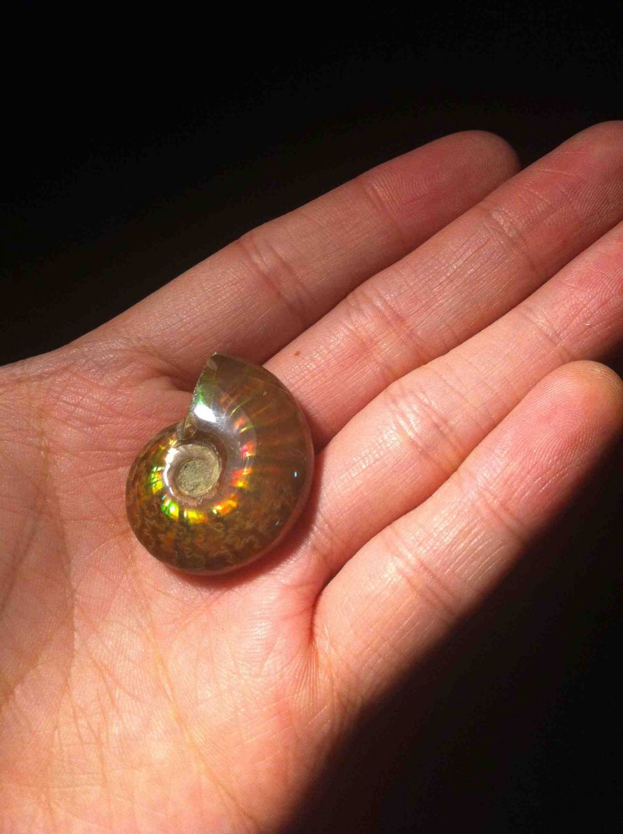 Cleoniceras (Strong Iridesscent) - Member Collections - The Fossil Forum