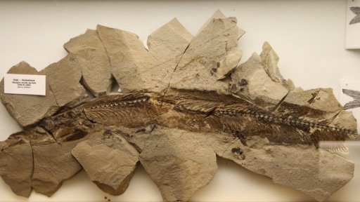 Holosteus - Member Collections - The Fossil Forum