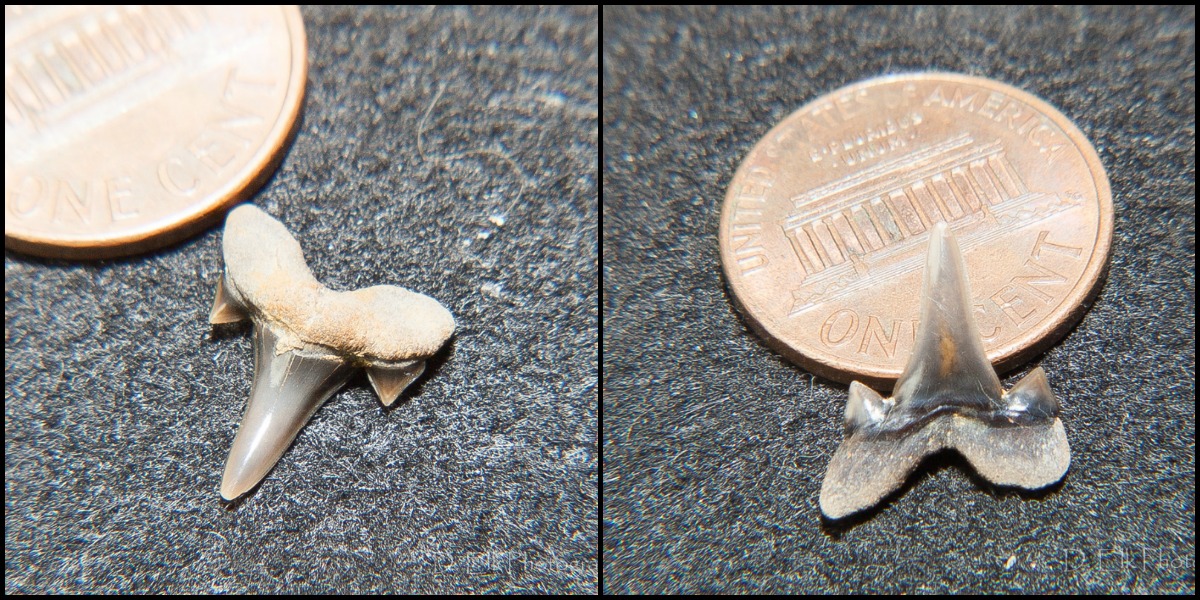 Tooth 12-12 - Member Collections - The Fossil Forum