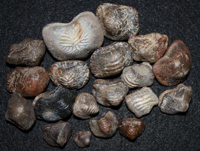 Various Ptychodus species from Grayson County - Member Collections ...