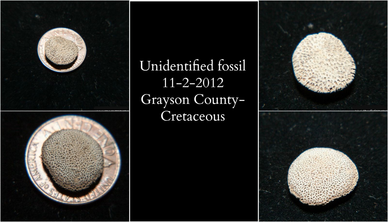 Fossil Specimen- GC - Member Collections - The Fossil Forum